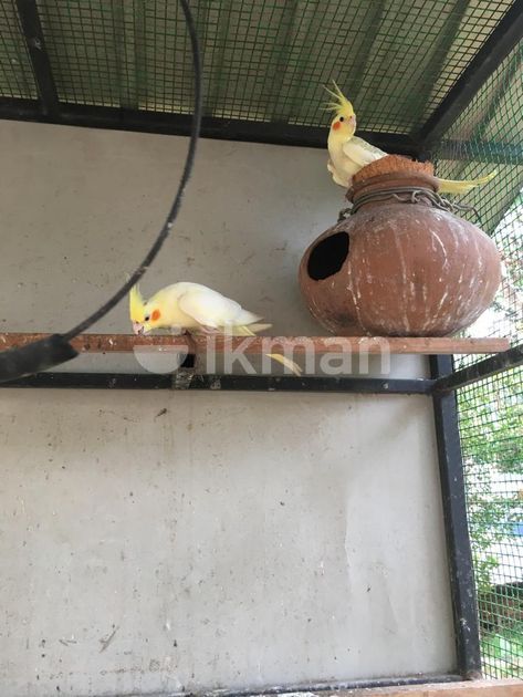 Cocktail Birds in Homagama | ikman