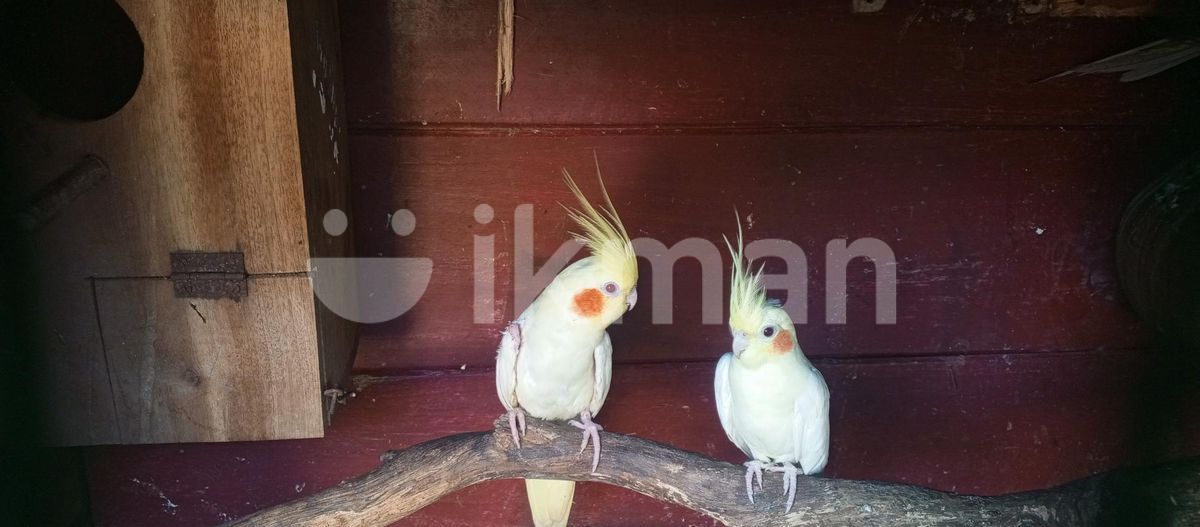 Cockatiel Birds for Sale in Homagama | ikman
