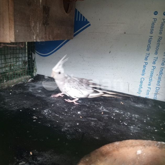 Cocktail Birds for Sale in Homagama | ikman