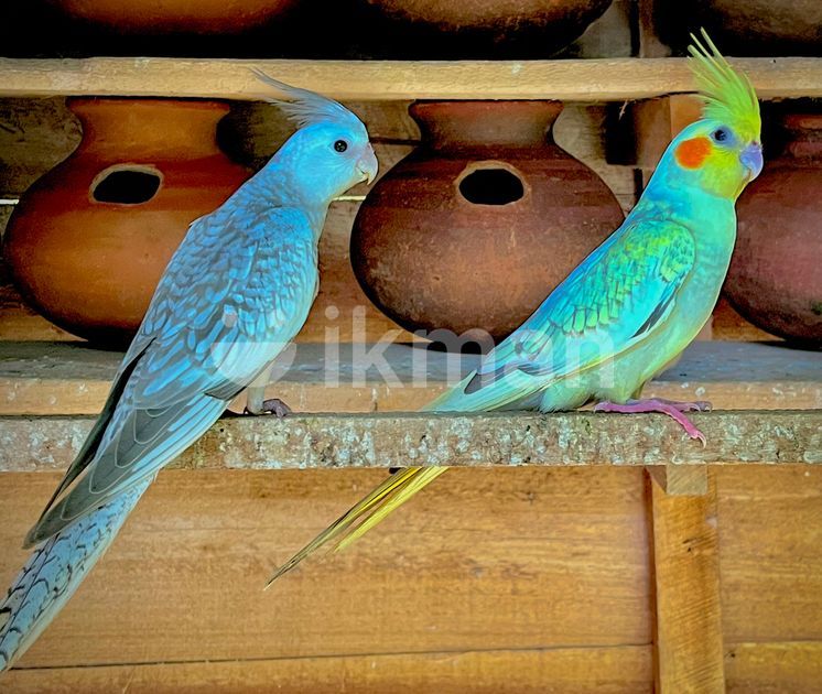 Cocktail Birds for Sale in Galle City | ikman