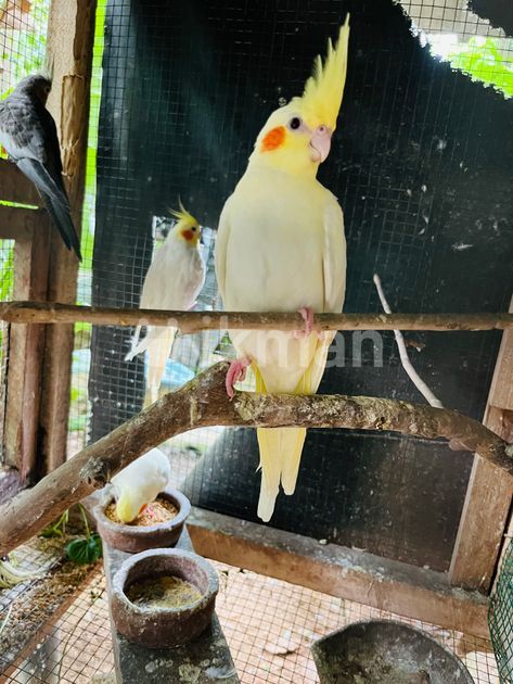 Cocktail Birds for Sale in Ibbagamuwa | ikman
