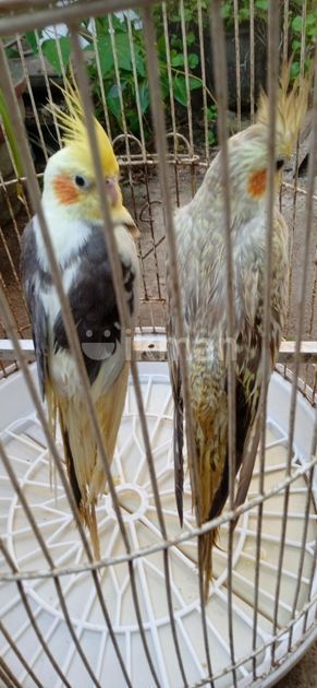 Cocktail Birds for Sale in Chilaw | ikman