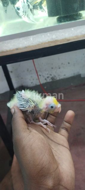 Cocktail Baby Birds for Sale in Batticaloa City | ikman