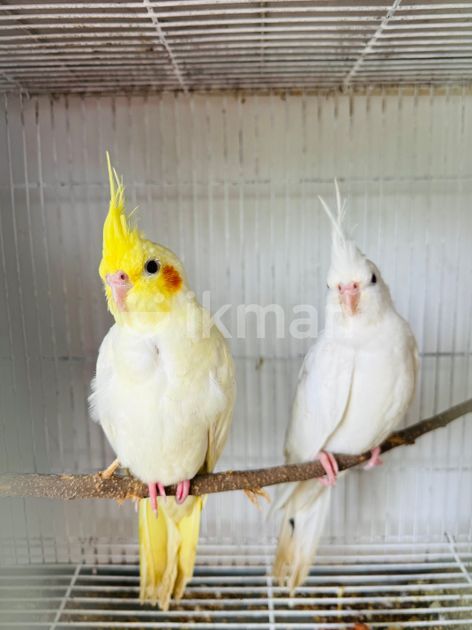 Cocktail Birds for Sale in Kandy City | ikman