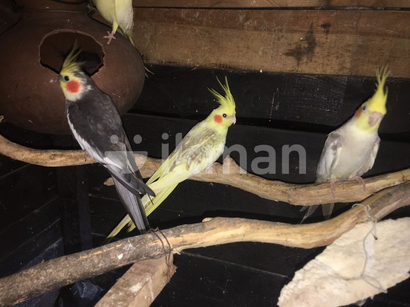 Cocktail Birds in Homagama | ikman