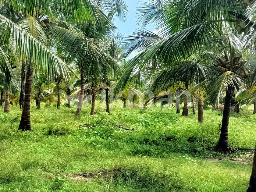 Coconut Estate with an old Prawn Farm For Sale in Puttalam | ikman