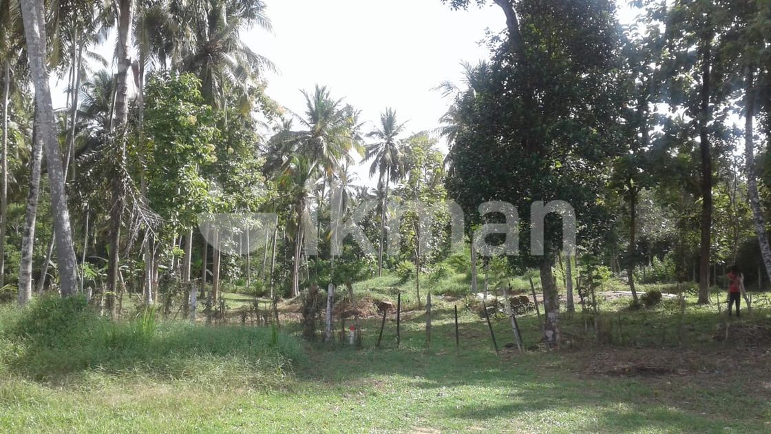 Coconut Land for Sale In Dambadeniya | ikman