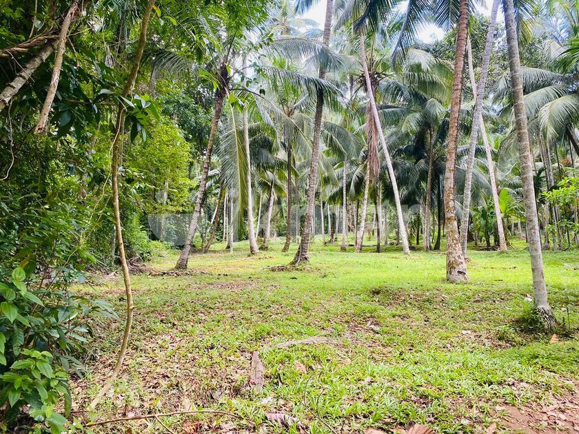 Coconut land for sale in Delgoda | ikman