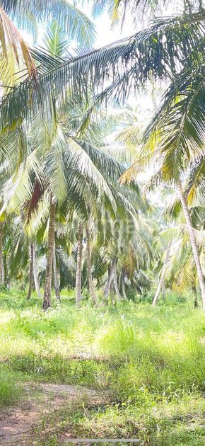coconut Land for Sale Chilaw | ikman