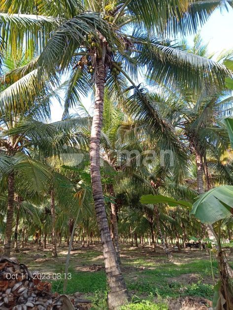 Coconut Land for Sale Wanathavilluwa | ikman