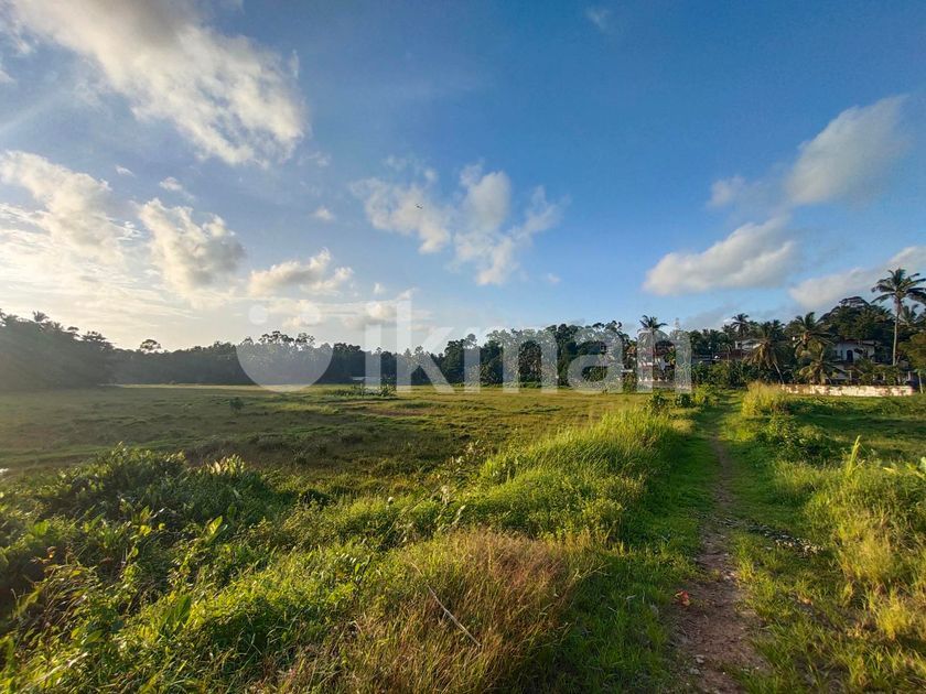 Coconut Land surrounded by Paddy fields for Sale - Kadawata 100P | ikman