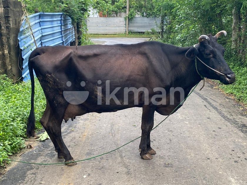 Milk Cow for Sale in Jaffna City | ikman