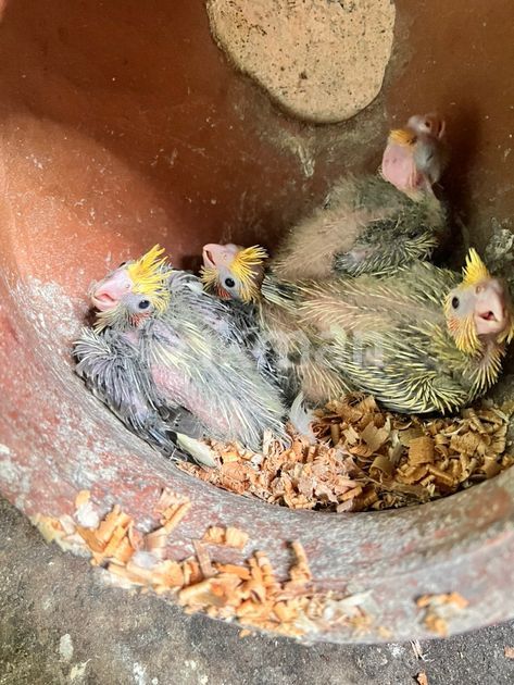 Cockatiel Bird for Sale in Ratmalana | ikman