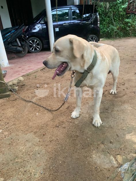 Labrador Dog for Crossing for Sale in Matara City | ikman