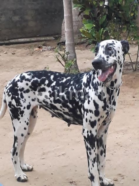 Dalmatian Female Dog for Sale in Jaffna City | ikman