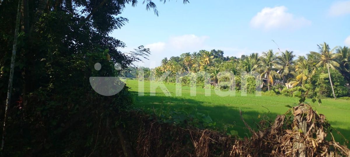 Delgoda town paddy field facing land for sale . | ikman
