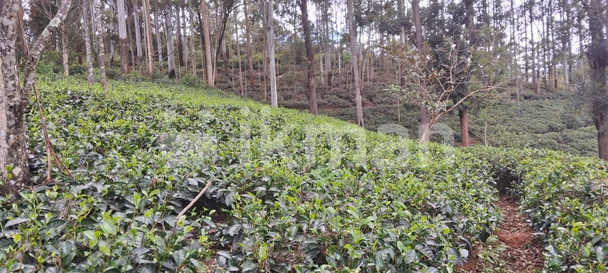 Deniyaya : 200 Acres Tea Estate for sale | ikman