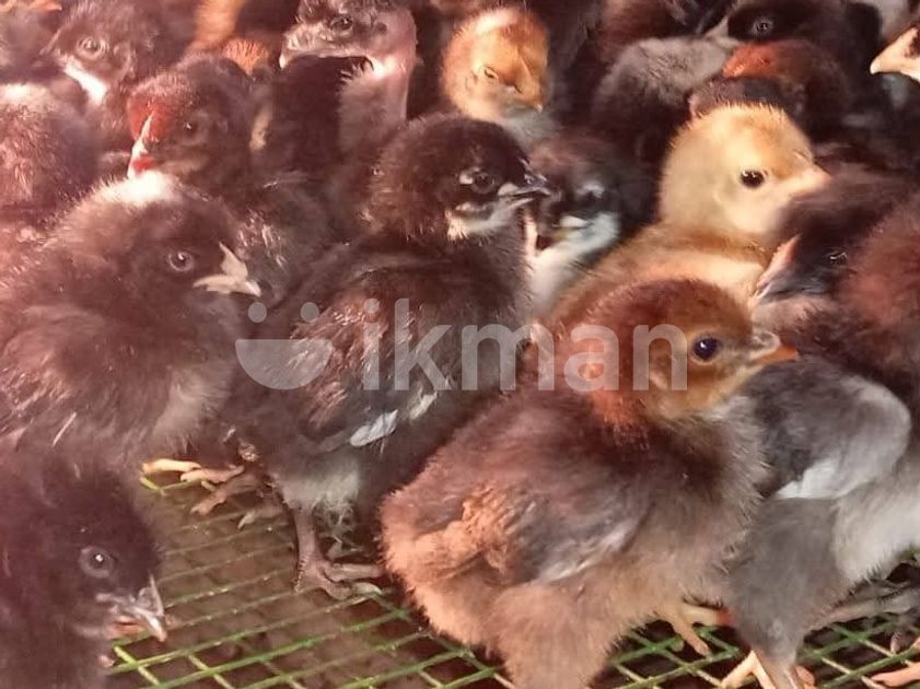 Gam Kukulu Petaw for Sale in Avissawella | ikman