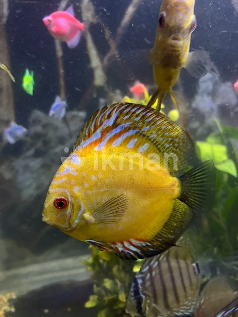 Discus 13 Cm Pair for Sale in Athurugiriya | ikman