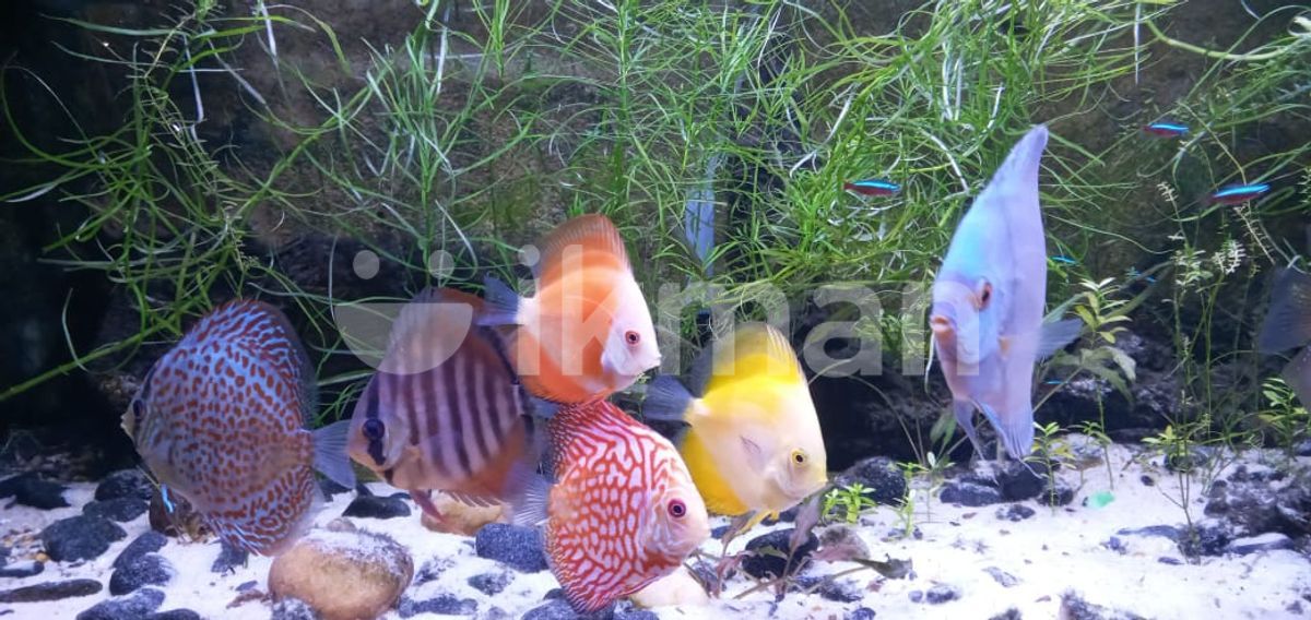 Discus Fish for Sale in Kotte | ikman