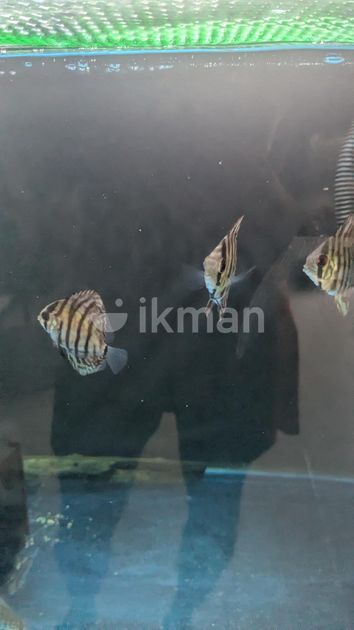 Discus Fish for Sale in Kalagedihena | ikman