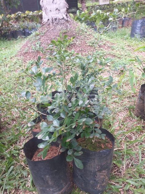 Mitsubishi Lancer CS2 1st Owner 1.3 2005 for Sale in Kohuwala | ikman