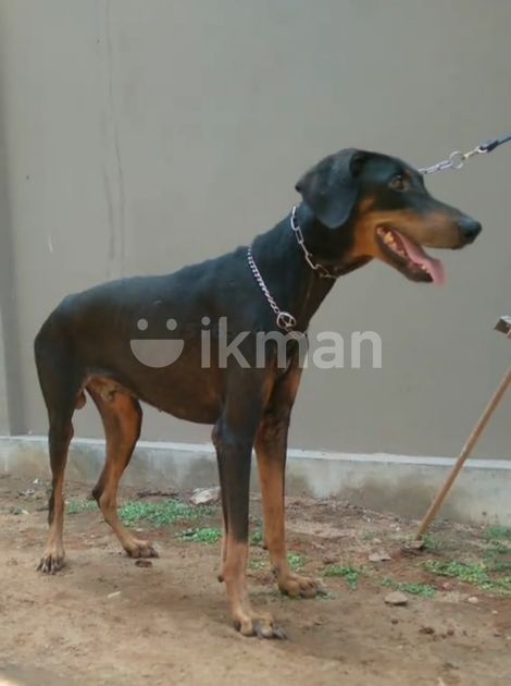 Doberman Male Dog for Sale in Jaffna City | ikman