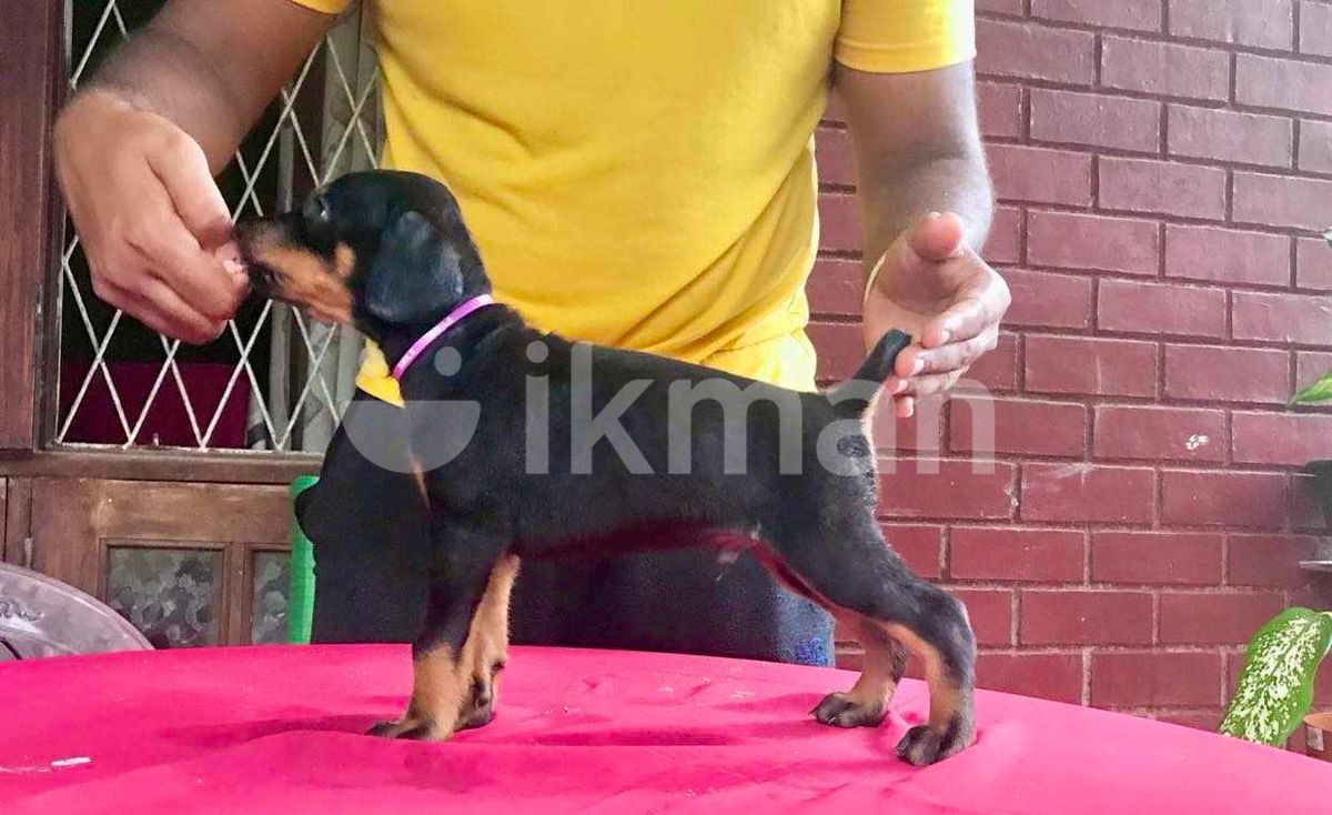 Doberman Male puppy for Sale in Kalutara City | ikman