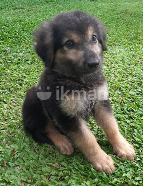 German Shepherd for Sale in Ambalangoda | ikman