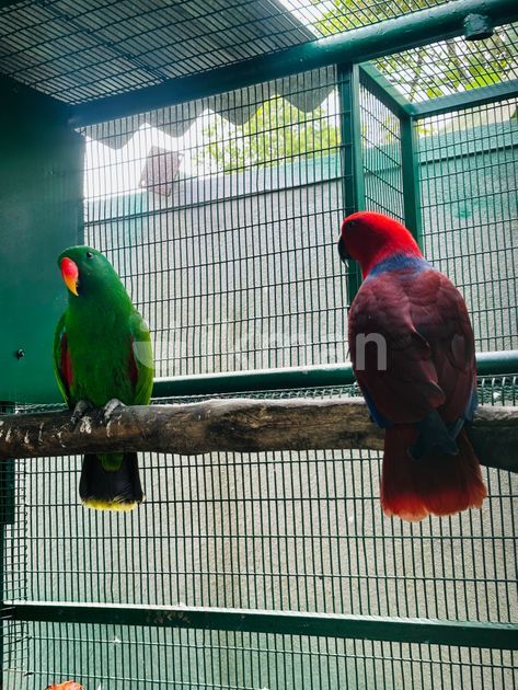 Eclectus Jumbo Breeding Pair for Sale in Kiribathgoda | ikman