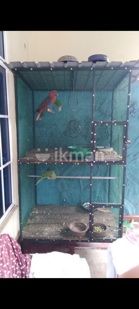 Eclectus Pair with Cage for Sale in Pannipitiya | ikman