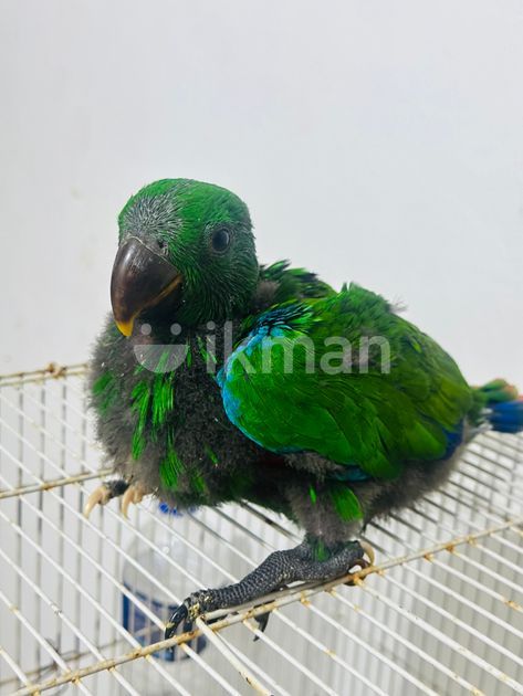 Eclectus Parrot for Sale in Kiribathgoda | ikman