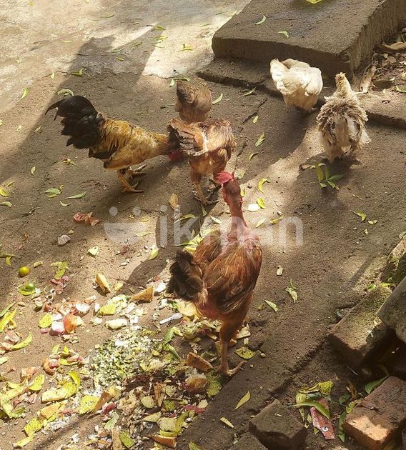 Egg Laying Country Hens in Ratmalana | ikman