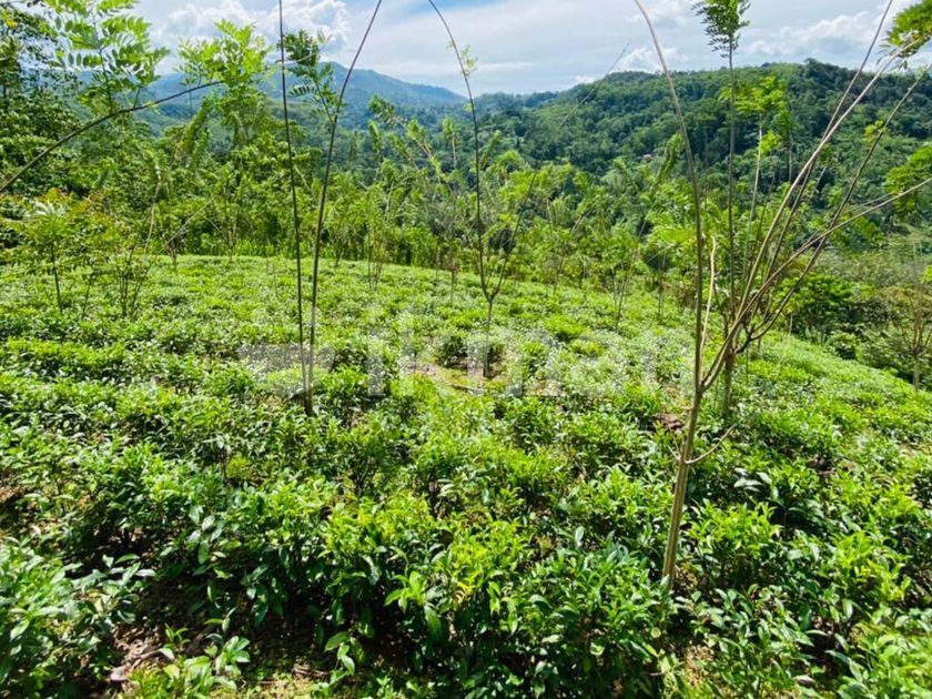 Estate for Sale in Rathnapura | ikman