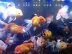 Fancy Oranda Gold Fish for Sale in Dambulla | ikman