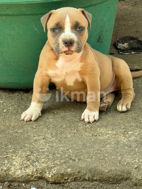 Female American Bully Puppies for Sale in Kandy City | ikman