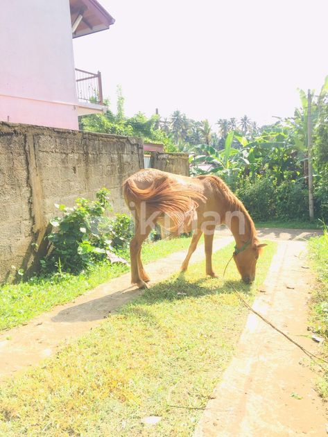 Female Half Bread (Pony) for Sale in Polgahawela | ikman