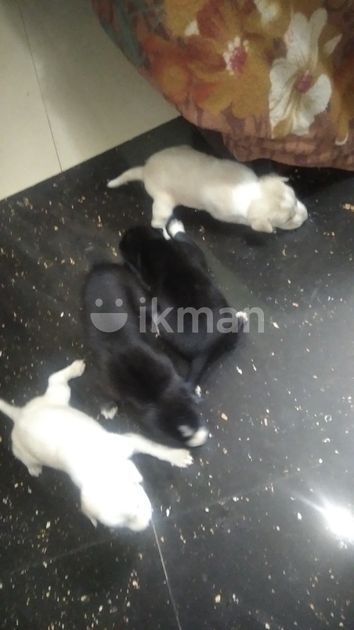 Puppy for Kind Home for Sale in Nallur | ikman