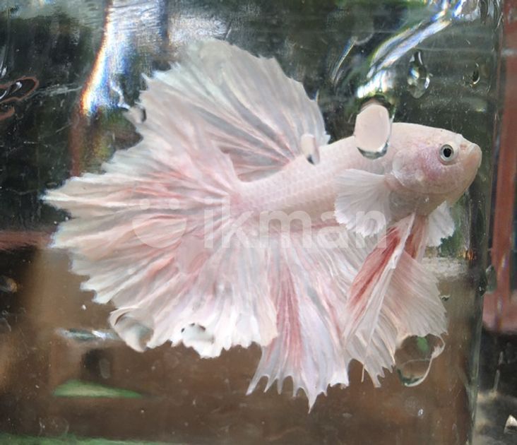 Fighter (Beeta) Fish for Sale in Batticaloa City | ikman