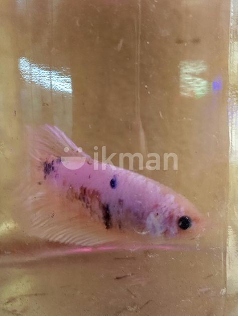 Fighter Fish for Sale in Rideemaliyadda | ikman