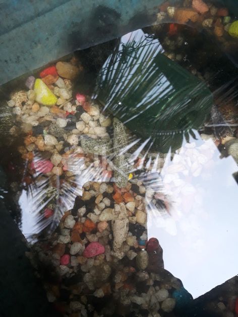 Fish and tank for Sale in Kalmunai | ikman