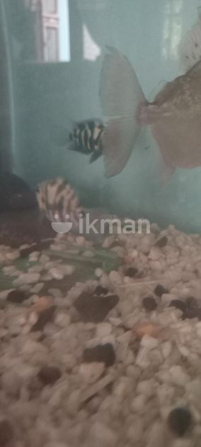 Polar Parrot Fish for Sale in Badulla City | ikman