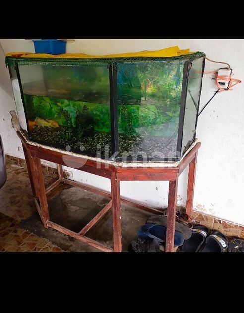 Fish Tank 4×2 Ft for Sale in Panadura | ikman