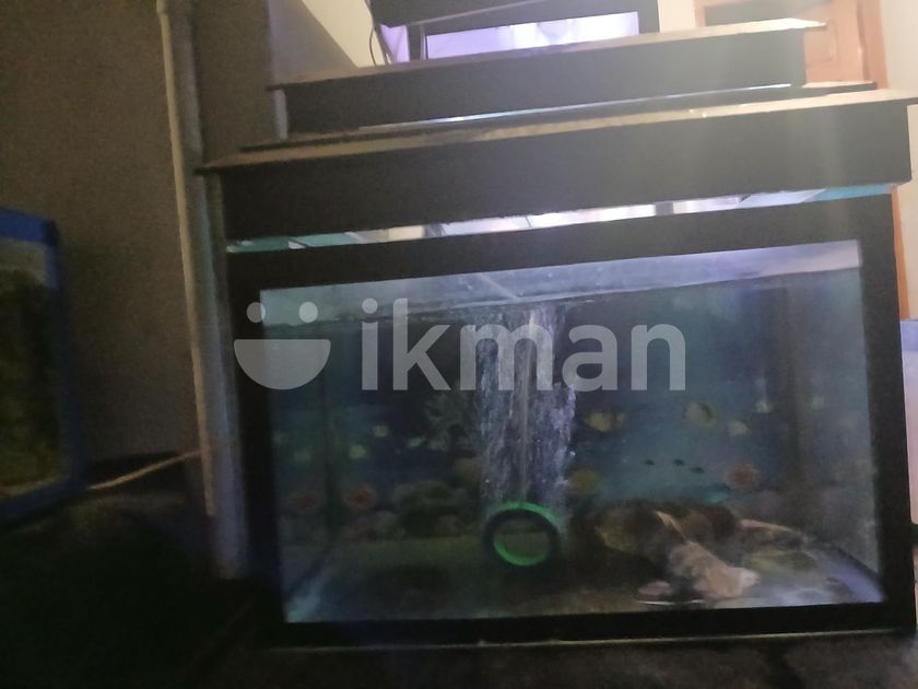 Fish Tank for Sale in Jaffna City | ikman