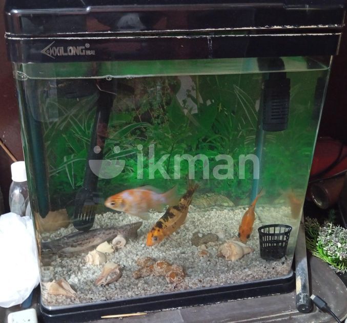Fish Tank for Sale in Colombo 10 | ikman