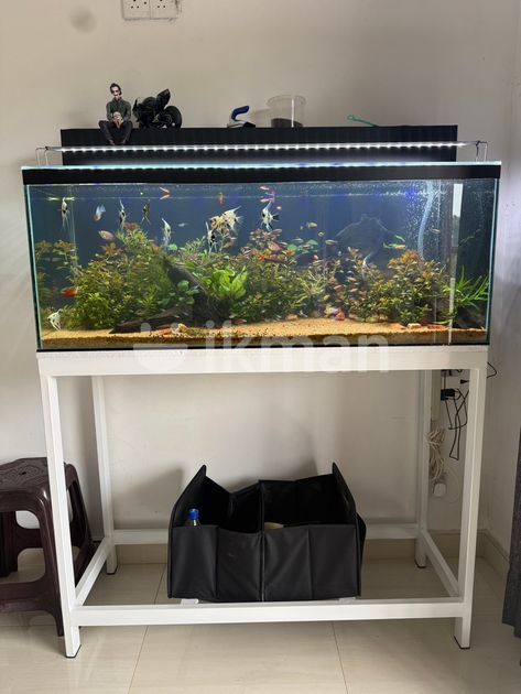 Fish Tank Setup for Sale in Kandy City | ikman