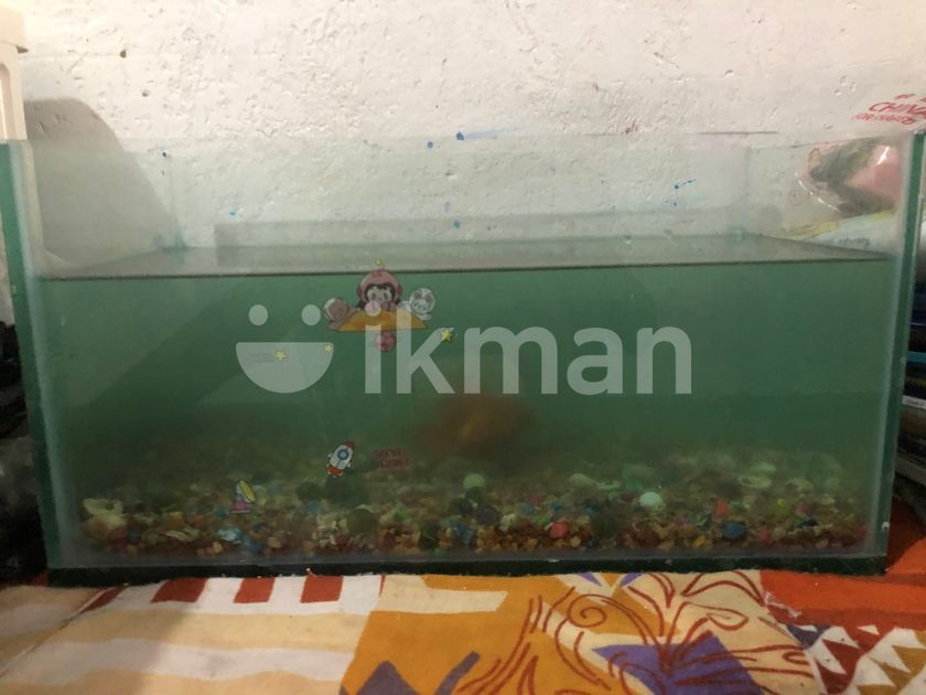 Fish Tank for Sale in Galle City | ikman