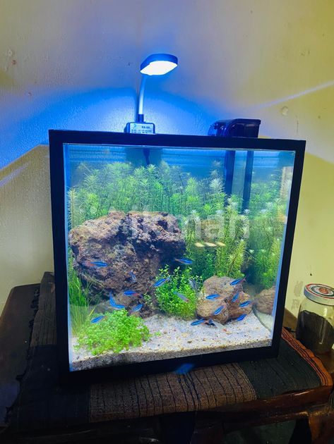 Fish Tank for Sale in Matara City | ikman