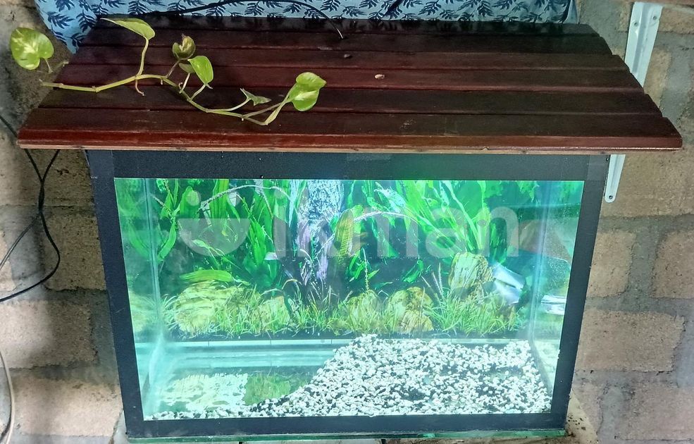 Fish Tank for Sale in Kinniya | ikman
