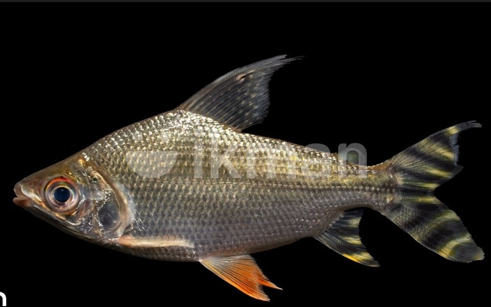 Flag Tail Fish for Sale in Homagama | ikman